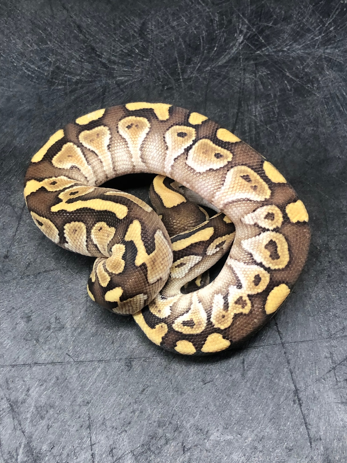 Lesser Het Ultramel Ball Python by Kcreptiles - MorphMarket