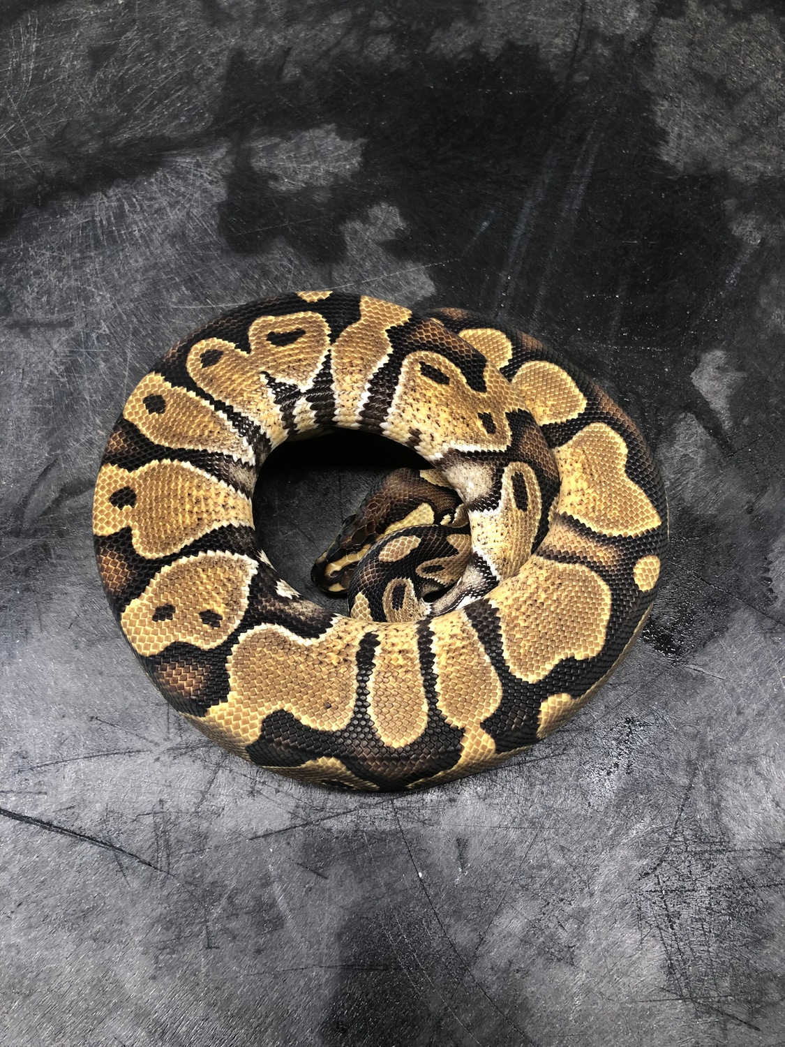 Enchi Het Hypo Ball Python by Kcreptiles - MorphMarket