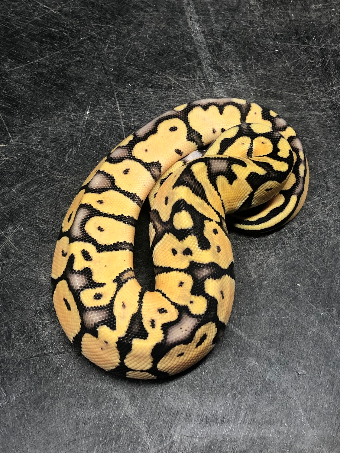 Super Pastel Het Dg 50% Ph Vpi Axanthic Ball Python by Kcreptiles ...