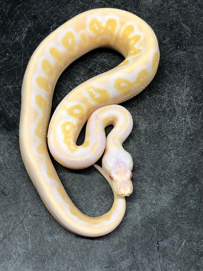 Blackhead Hra Mojave Mahogany Trick Albino Ball Python by Kcreptiles