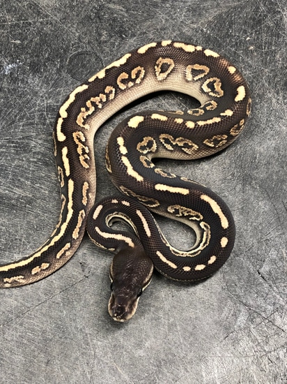 Savannah Nanny Ball Python by Kcreptiles