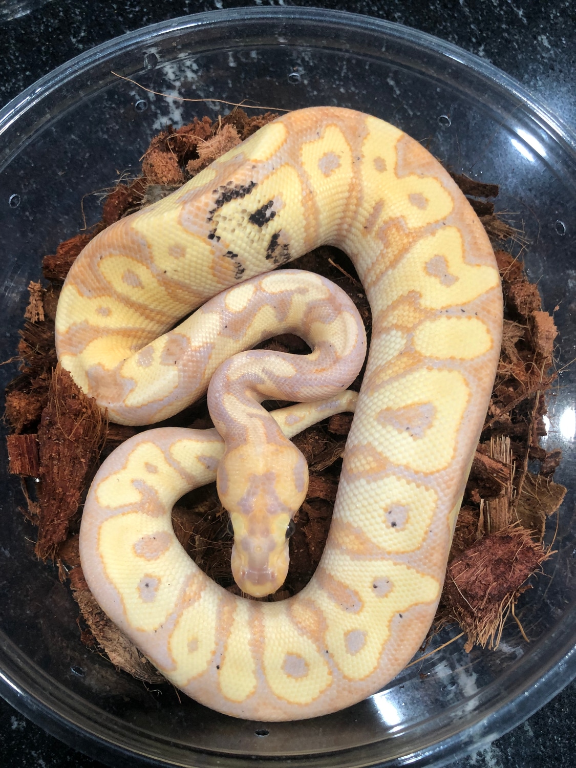 Banana Spotnose Clown Ball Python by Kcreptiles - MorphMarket
