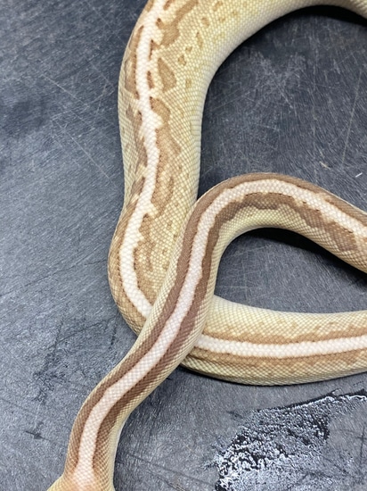 Lesser Pin Blackhead Cinnamon Ball Python by Kcreptiles