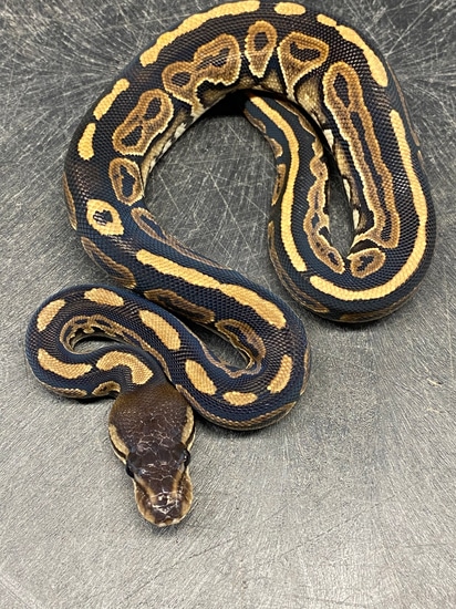Cinnamon Het Ultramel Ball Python by Kcreptiles