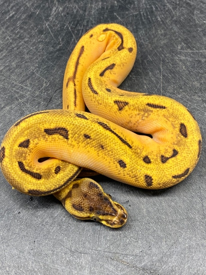 Super Enchi Od Pin Calico Yb Ball Python by Kcreptiles