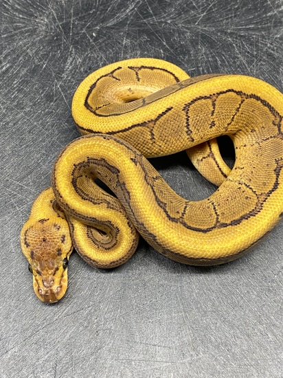 Bongo Pin Fire Or Vanilla Ball Python by Kcreptiles