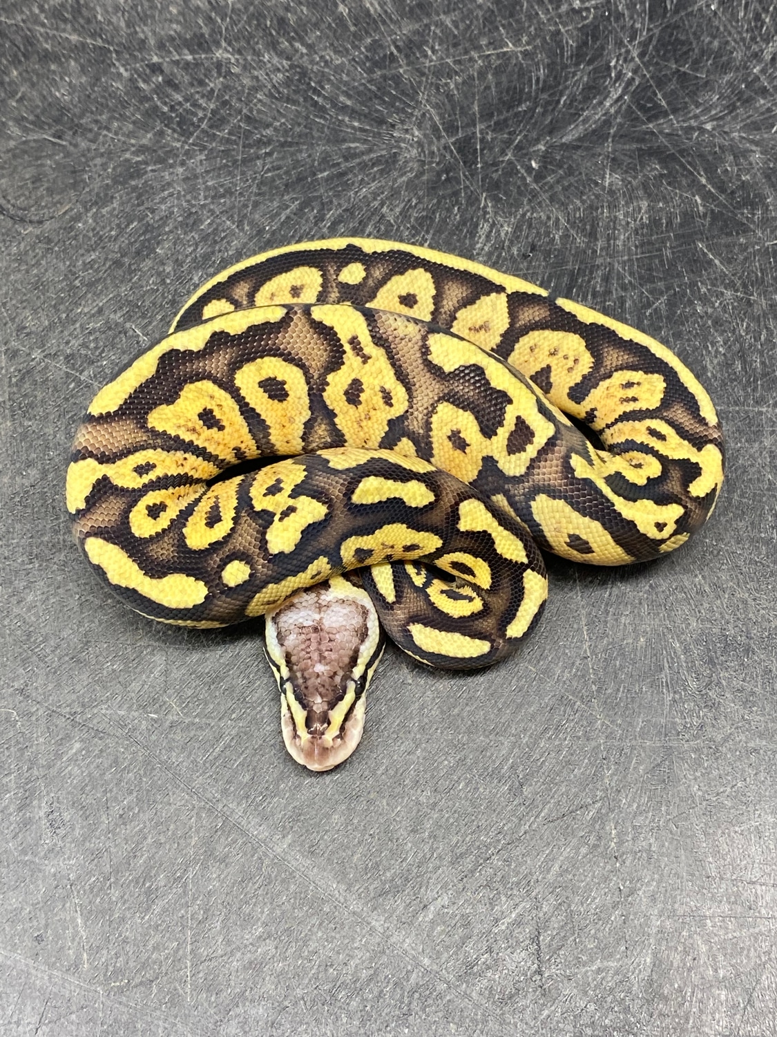 Pastel Sable Fire Or Vanilla Ball Python by Kcreptiles - MorphMarket