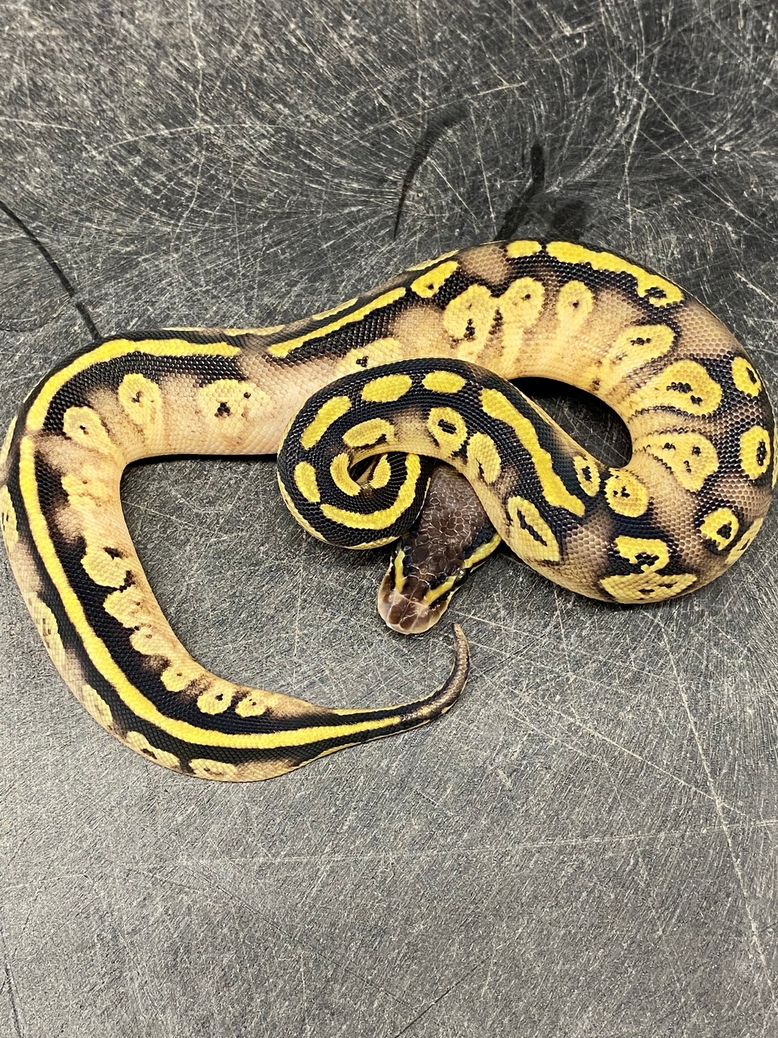 Lesser Bongo Het Pied Ball Python by Kcreptiles - MorphMarket