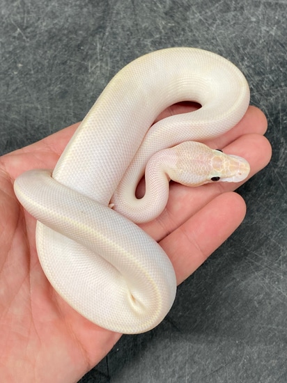 Banana Ivory Possible Od Enchi Fire Ball Python by Kcreptiles