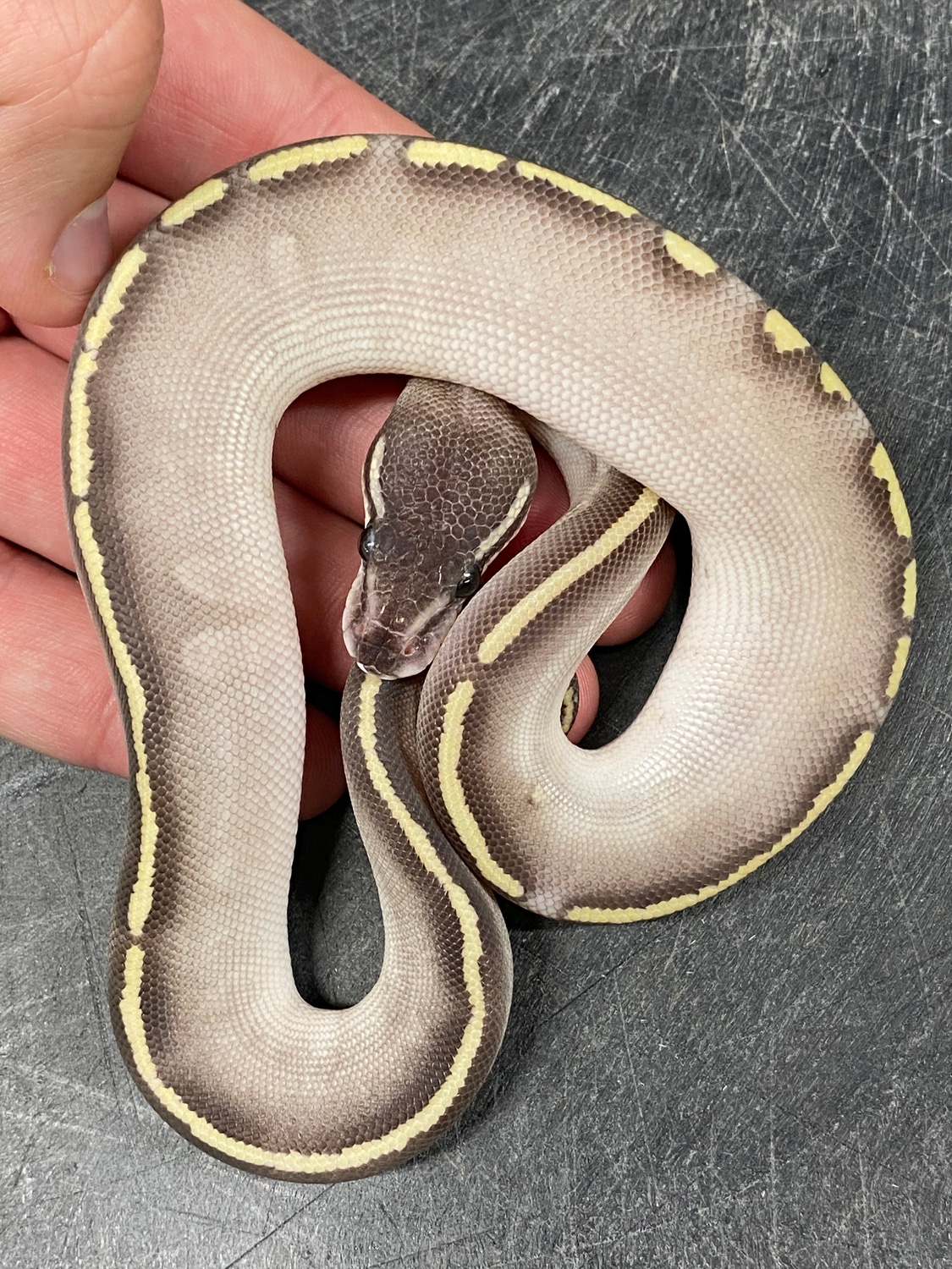 Nanny Mystic Potion Ball Python by Kcreptiles - MorphMarket