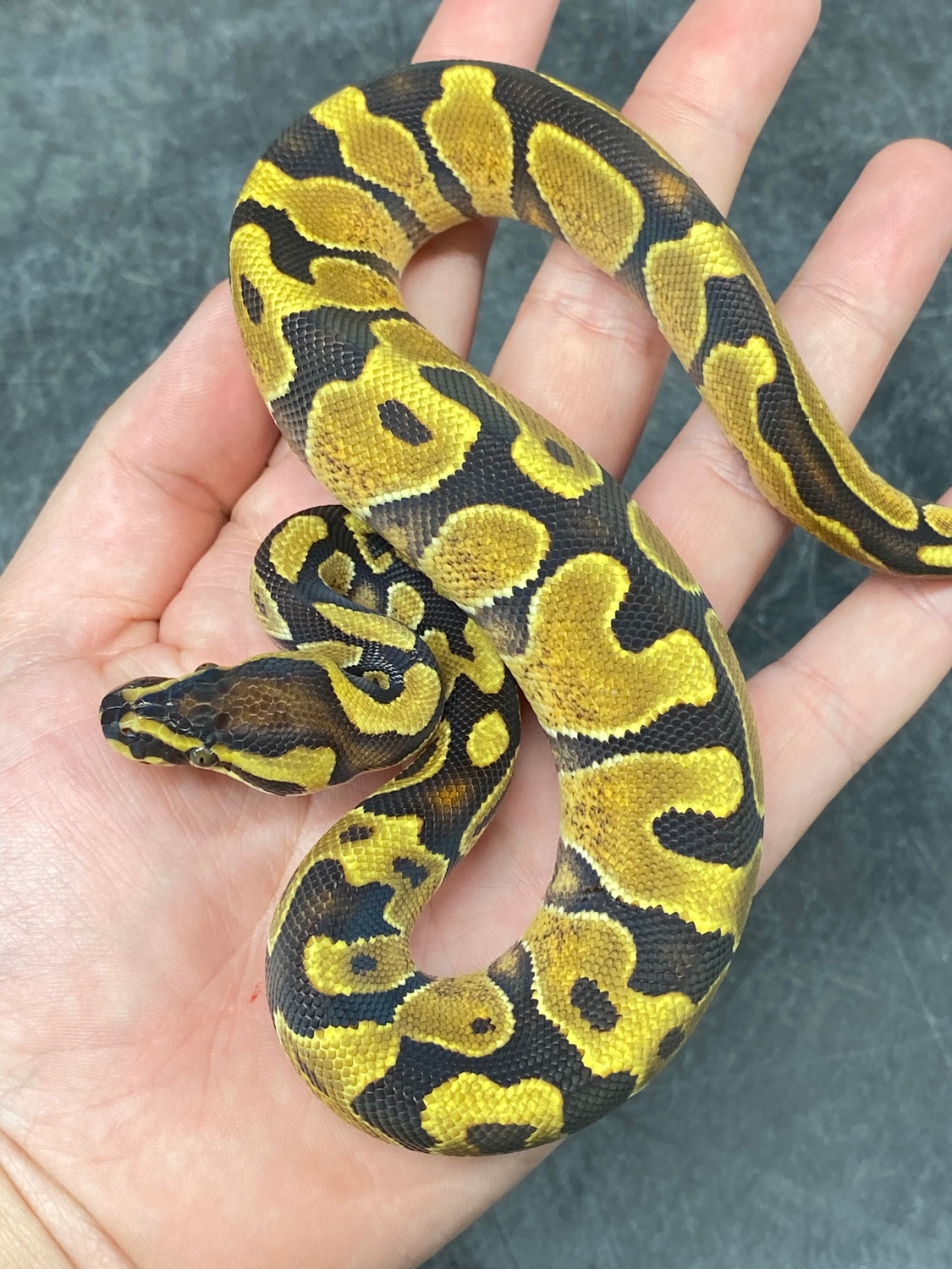 Enchi Yb Or Asphalt Het Lavender Albino 50% Poss Het Pied Ball Python ...