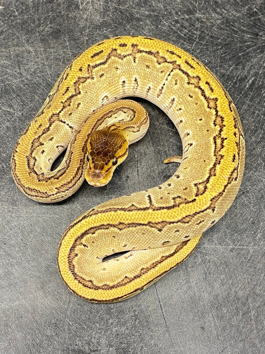 Lesser Pin Bongo Ball Python by Kcreptiles - MorphMarket