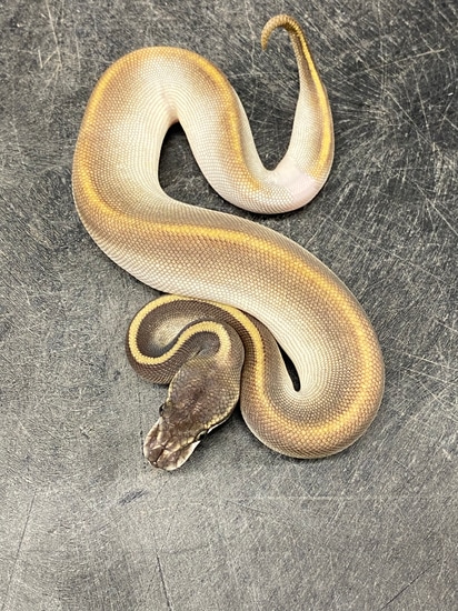 Blackhead Lesser Ghi Calico Leopard Ball Python by Kcreptiles