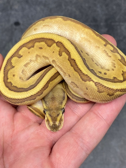 Kingpin Leopard Calico Ball Python by Kcreptiles