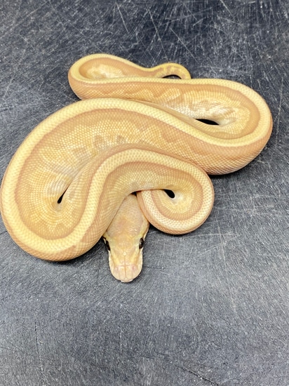 Female Maker Banana Kingpin Leopard Ball Python by Kcreptiles