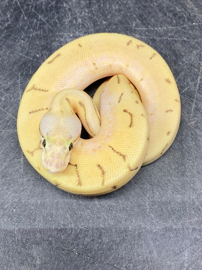 Od Spinnerblast Fire Ball Python by Kcreptiles