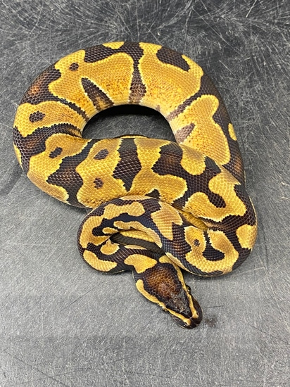 Enchi Yellowbelly Or Asphalt Het Lavender Ball Python by Kcreptiles