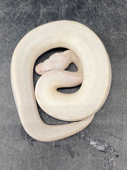Super Russo Ball Python by Kcreptiles