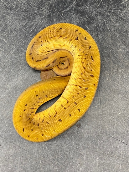 Hgw Confusion Leopard Pin Ball Python by Kcreptiles