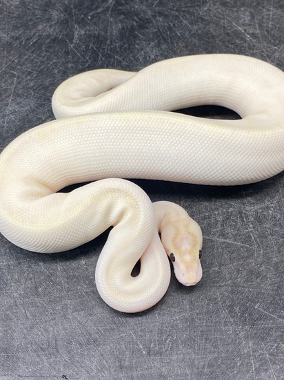 Banana Ivory Possible Od Enchi Fire Ball Python by Kcreptiles