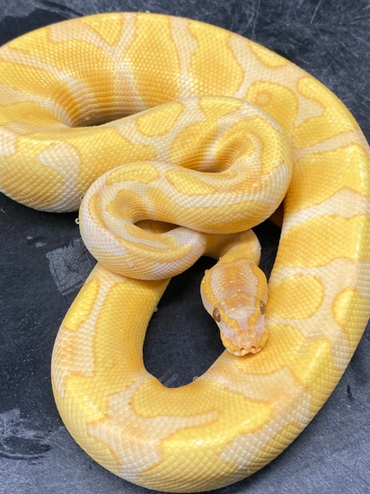 Enchi Lavender Ball Python by Kcreptiles