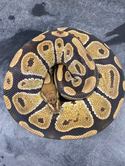 Cypress Het Hypo Ball Python by Kcreptiles
