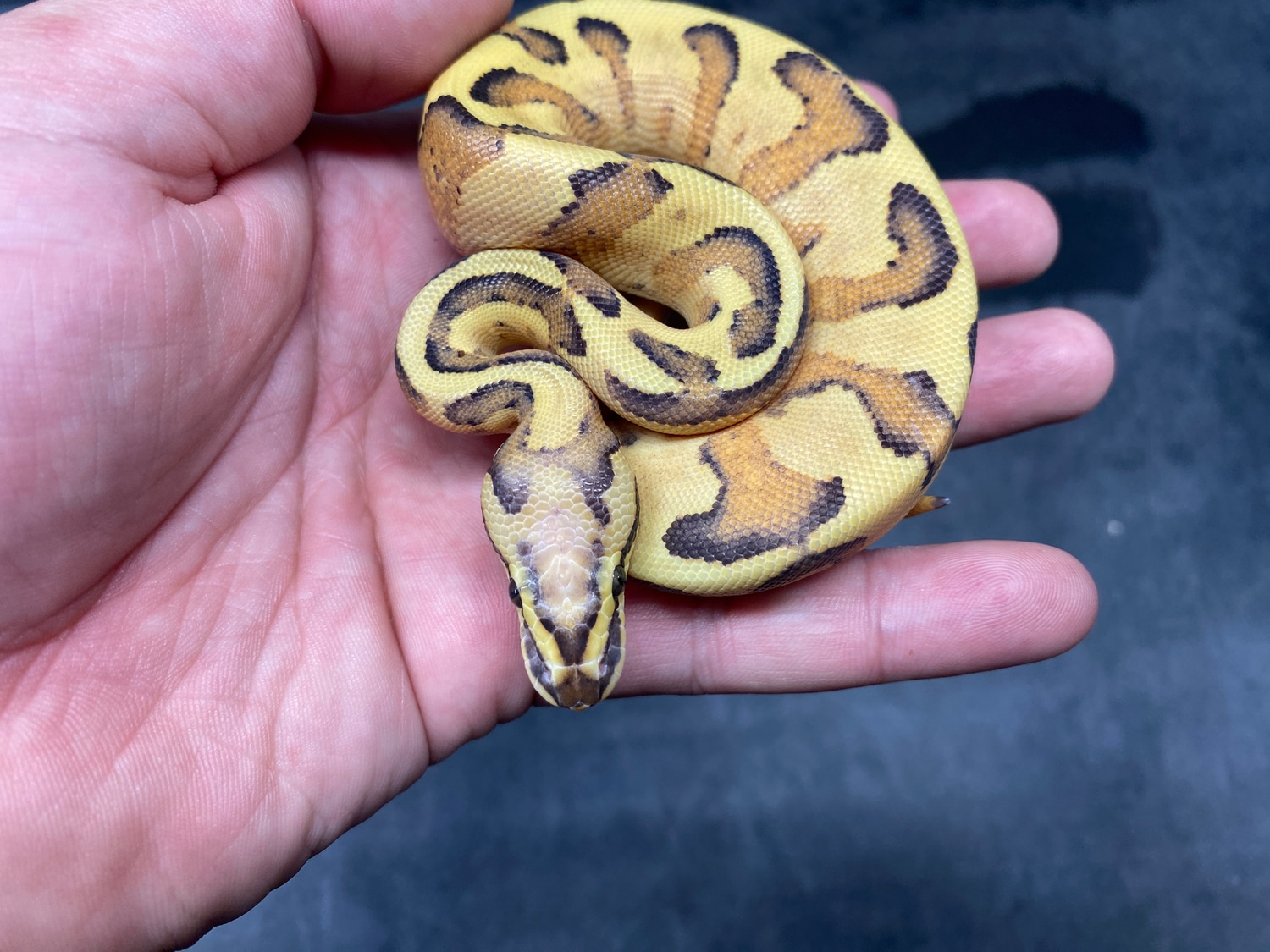 Orange Dream Confusion Vanilla Cream Ball Python by Kcreptiles ...