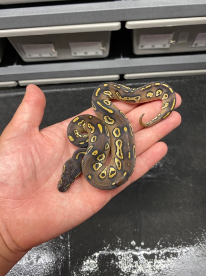 Mojave Blackhead Trick 50% Ph Albino Ball Python by Kcreptiles