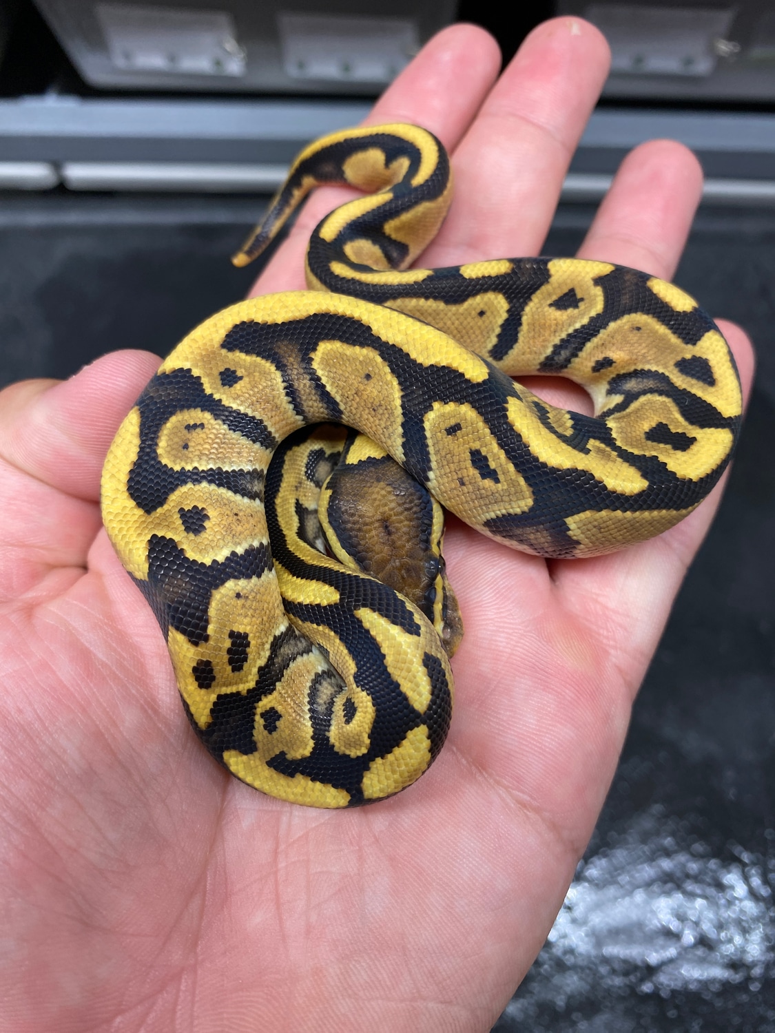 OD Confusion Ball Python by Kcreptiles - MorphMarket