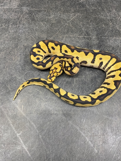 Spotnose Possible Lace Clown Ball Python by Kcreptiles
