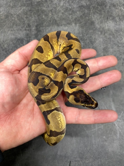 Super Enchi Het Dg Ball Python by Kcreptiles