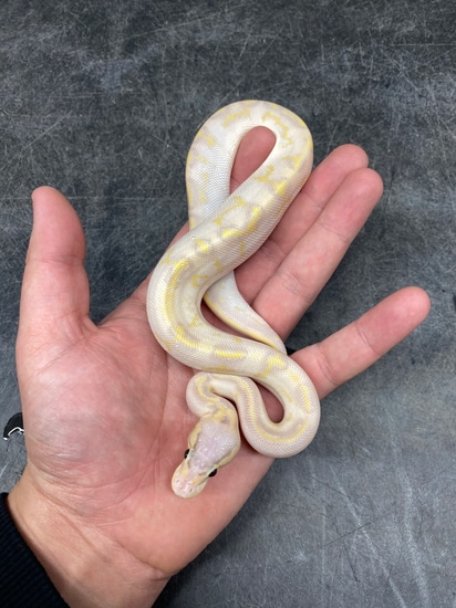 Pastel Banana Highway Ball Python by Kcreptiles
