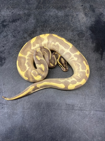 Leopard Enchi Highway Ball Python by Kcreptiles