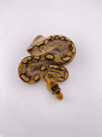 Champagne Leopard Het Lavender Ball Python by Kcreptiles