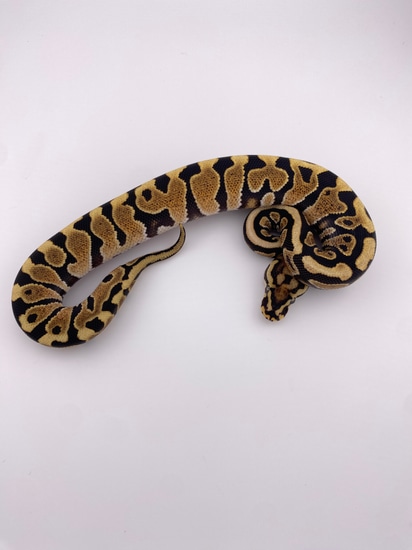 Spotnose Lace Het Clown Ball Python by Kcreptiles