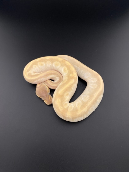Crystal Ball Python by Kcreptiles