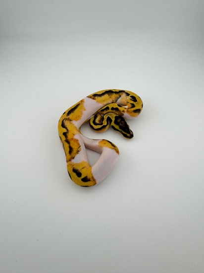 Enchi Firefly Leopard Yb Pied Ball Python by Kcreptiles