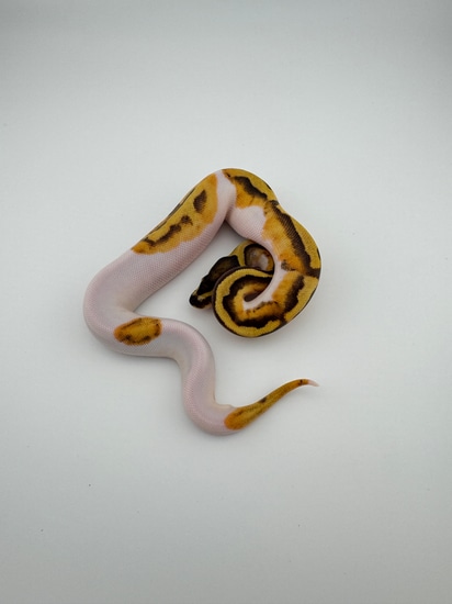 Enchi Fire Yb Pied Ball Python by Kcreptiles
