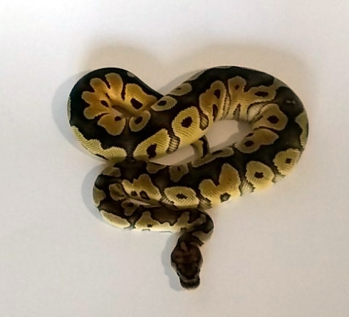 Clown Het Albino Adult Female Ball Python by KC's Royal Pythons