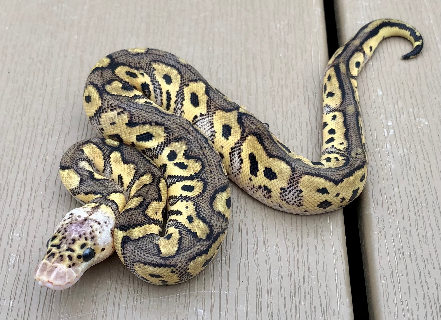 Pastel Clown 50% Het Desert Ghost **SHIPPNG INCLUDED** Ball Python by ...