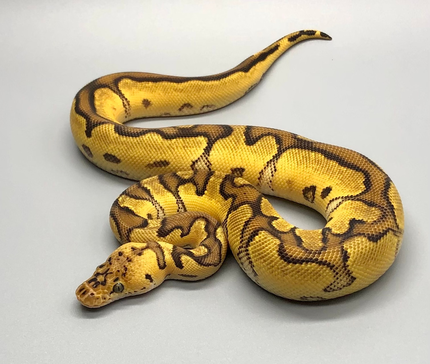 Pastel Enchi Clown 50% Het Desert Ghost **SHIPPNG INCLUDED** Ball ...