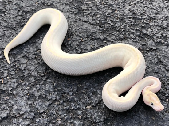 Enchi Ivory Het Hypo Het Pied Ball Python by KC's Royal Pythons