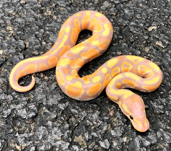 Banana Het Clown Ph Albino Ball Python by KC's Royal Pythons