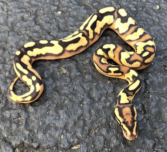 **Free Shipping** Orange Dream Yellowbelly Het Hypo Het Piebald Ball ...