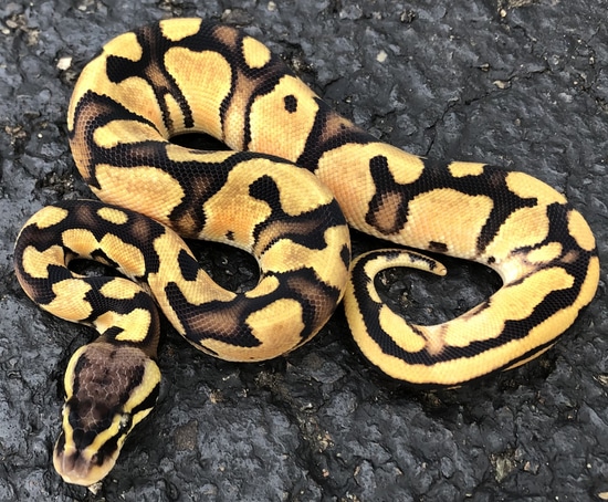 Pastel Yellow Belly Het Hypo 50% Het Piebald 66% Het Desert Ghost Ball ...