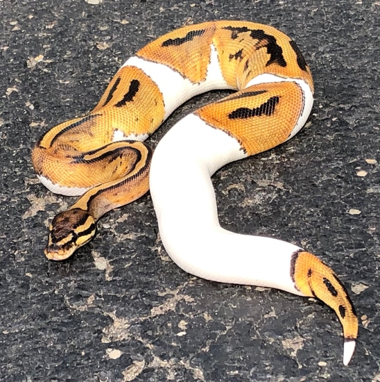 Piebald Het Clown Ball Python by KC's Royal Pythons