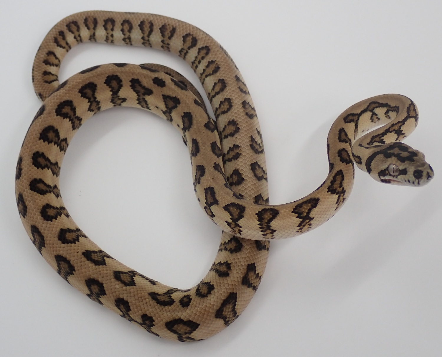 2021 Female Jaguar Carpet Python Pos Het Albino And Axanthic Other ...