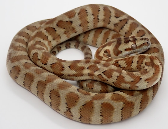 Caramel Diamond Jungle Jag Bredli Het Stripe Male Other Carpet Python ...