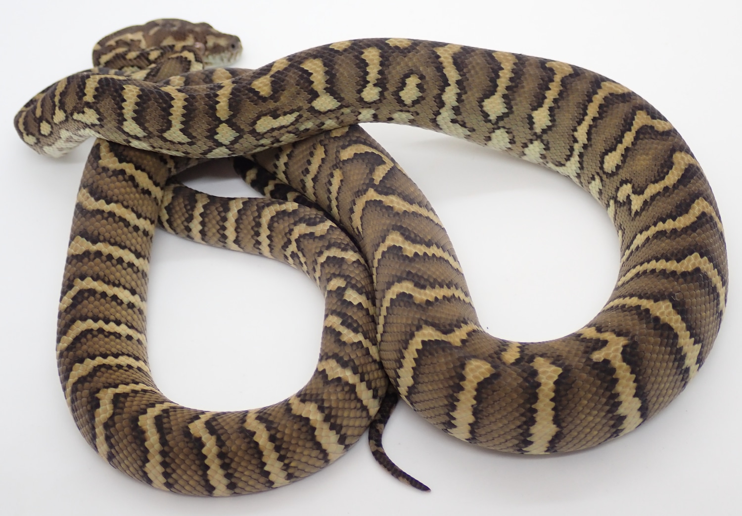 Hypo Bredli Cross Pos Het Albino Other Carpet Python by KD Selective ...