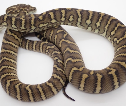 2021 Hypo Bredli Jag Pos Het Albino Other Carpet Python by KD Selective ...